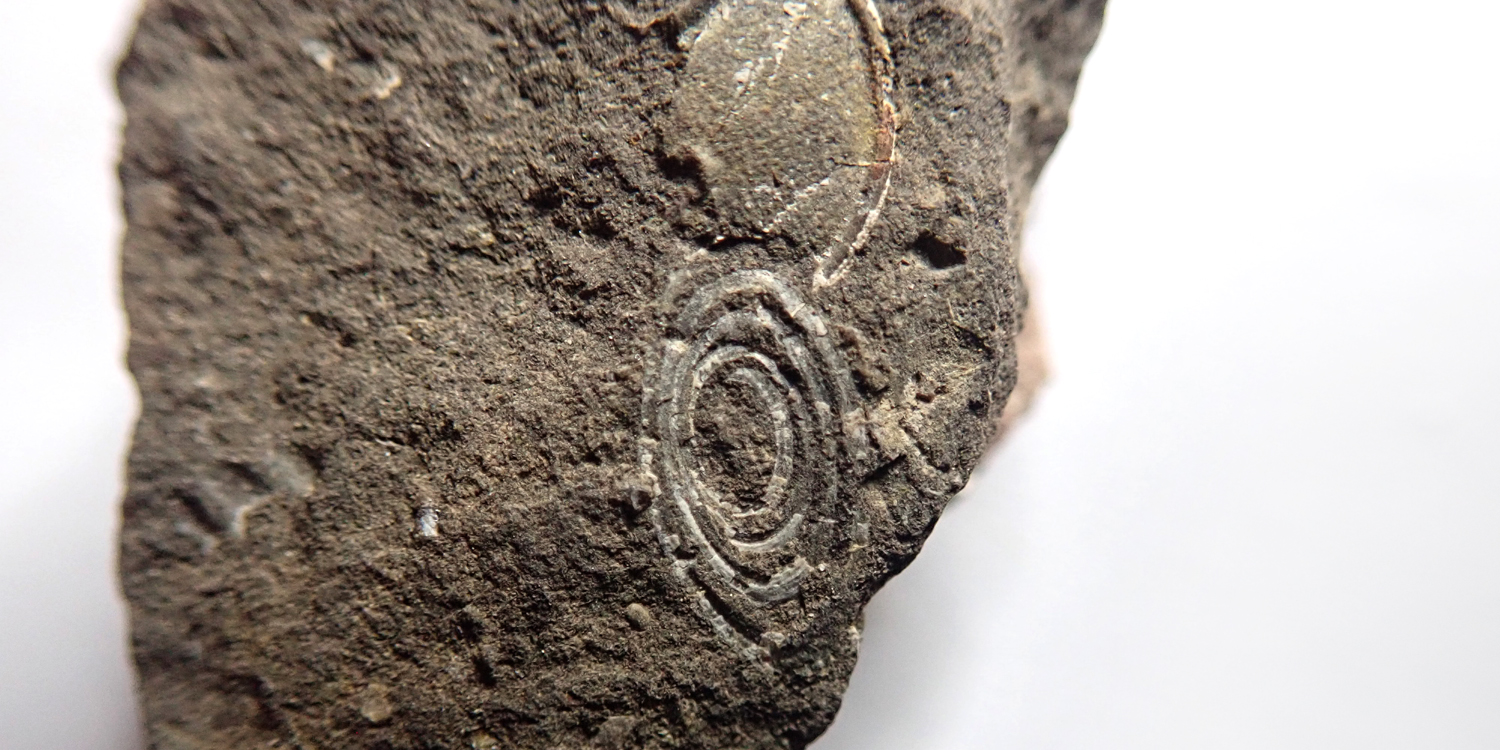 Fossil-alma-silur-nf